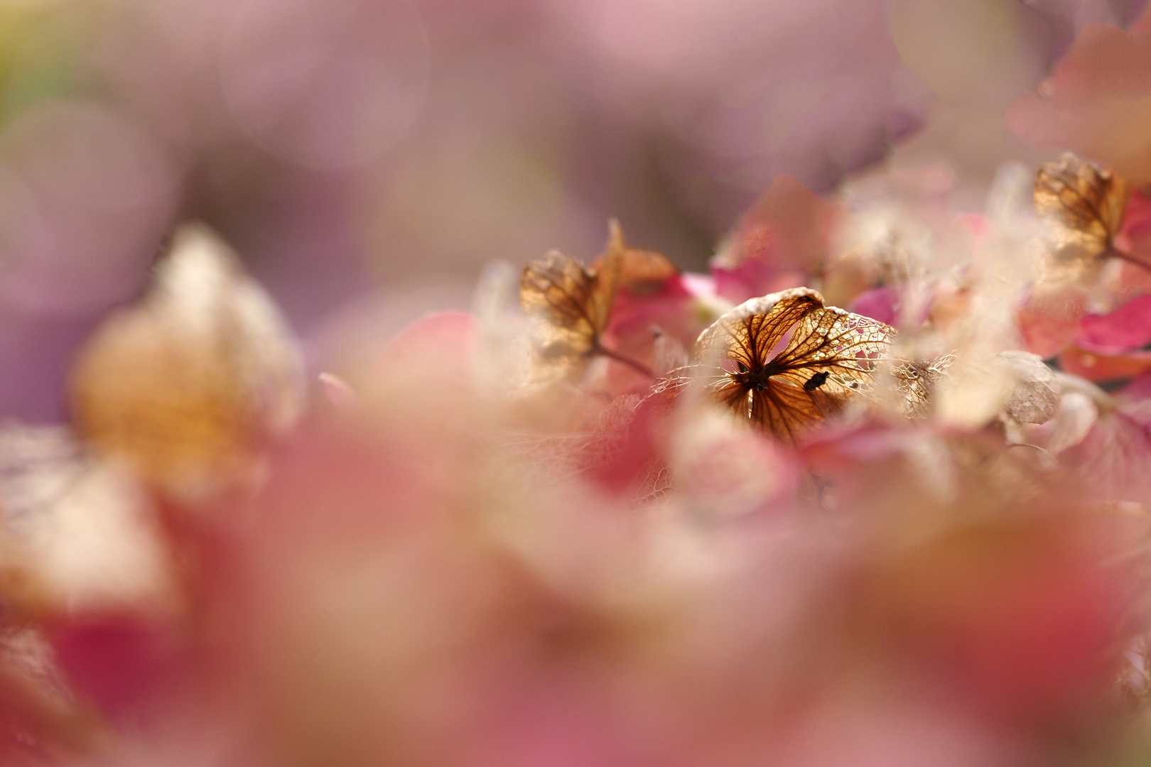 hortensie Foto & Bild | projekte, mittwochsblümchen, thementage Bilder auf fotocommunity