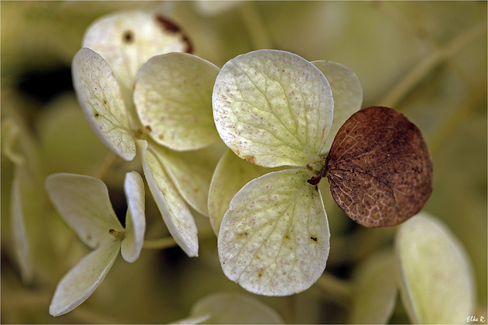 Hortensie Foto & Bild | natur, blumen, pflanzen Bilder auf fotocommunity