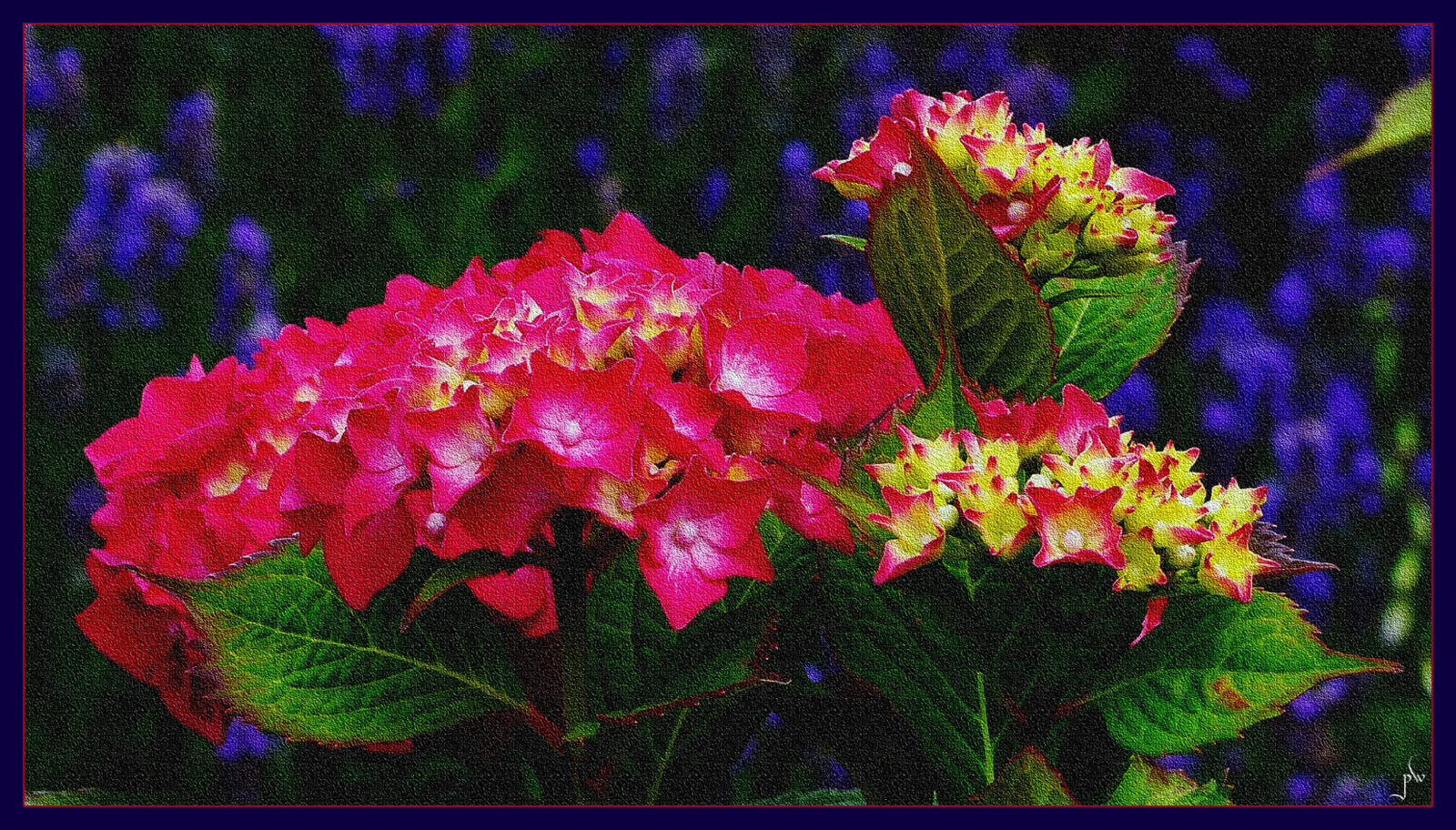Hortensie - als Gemälde auf Sandstein Foto & Bild | natur, pflanzen, blüten Bilder auf fotocommunity