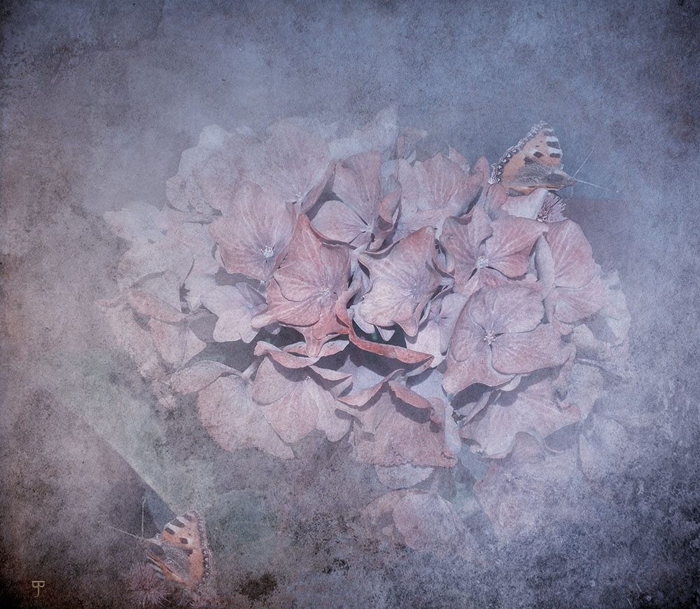 Hortensie Foto & Bild | bearbeitungs - techniken, filtertechniken, pflanzen, pilze usw. Bilder ...