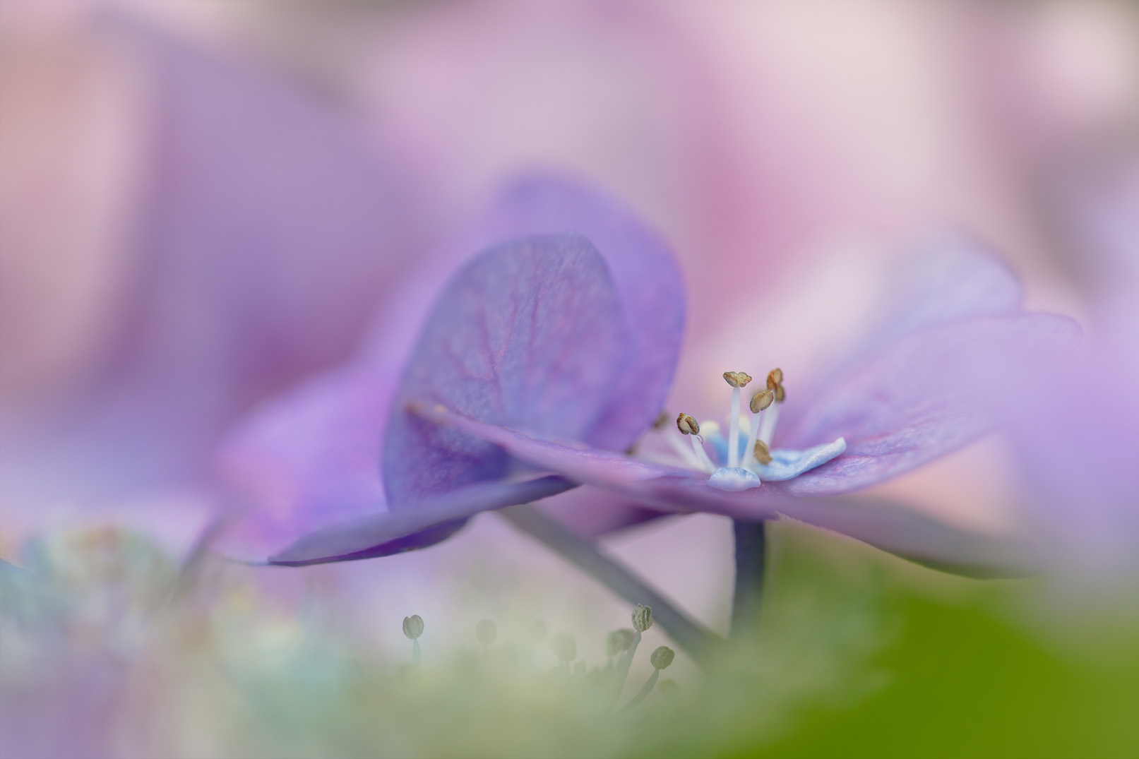 Hortensie Foto & Bild | pflanzen, pilze & flechten, blüten- & kleinpflanzen, natur-makros Bilder ...