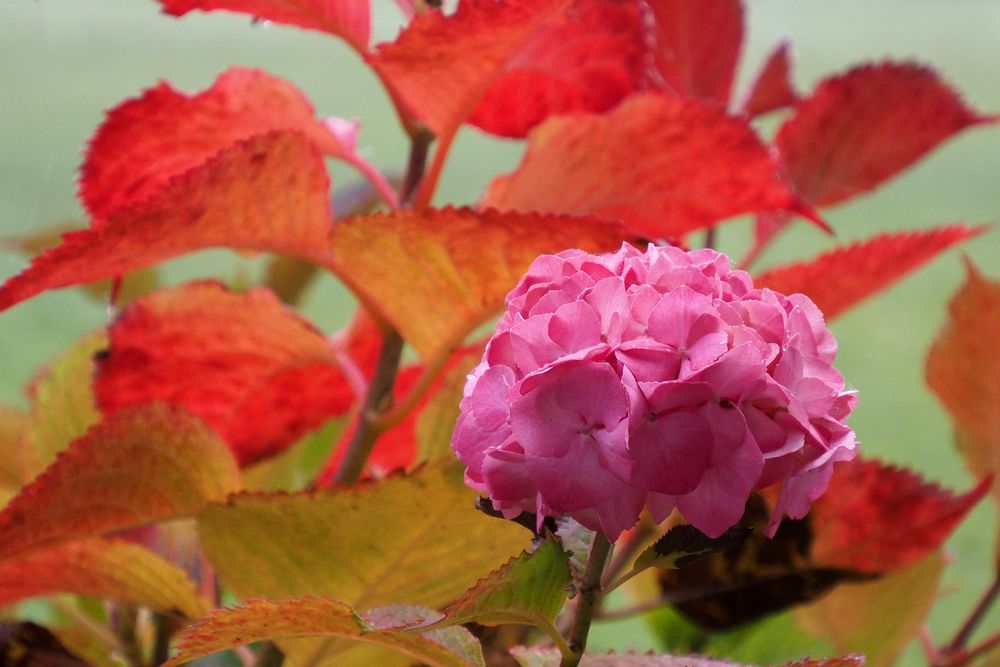 hortensie im herbst Foto & Bild | projekte, 3 - mittwochsblümchen, thementage Bilder auf ...