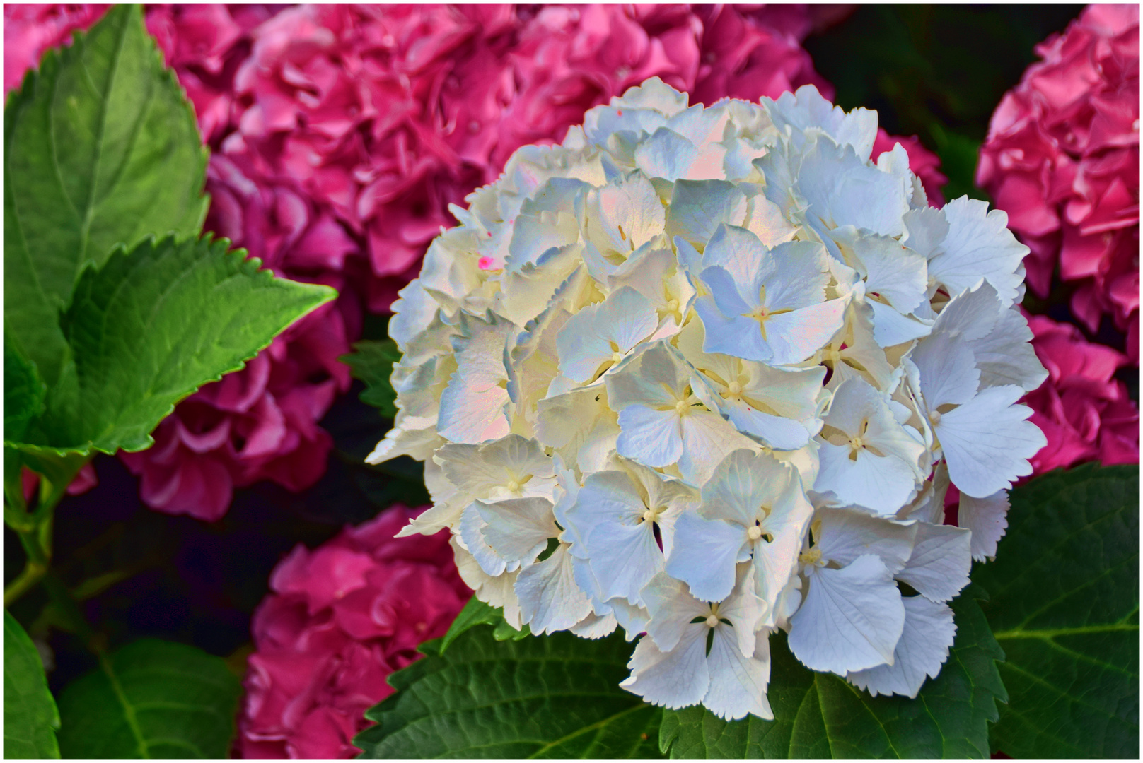 Hortensien Foto & Bild | makro, natur, nahaufnahme Bilder auf fotocommunity