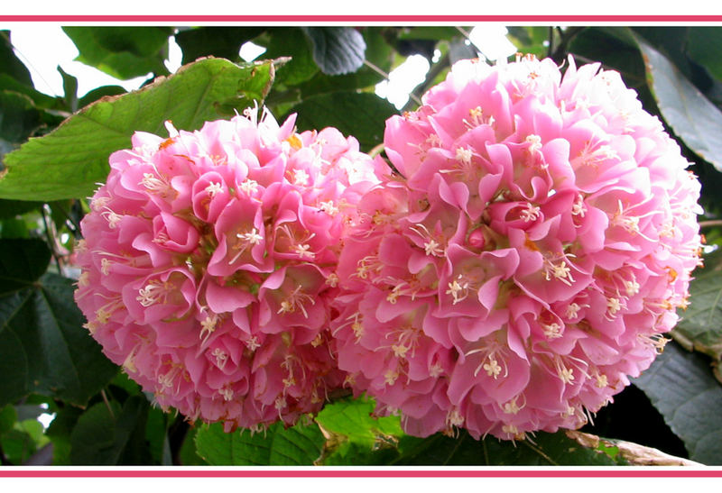 Hortensienbaum - Dombeya Wallichii Foto & Bild | europe, canary islands ...