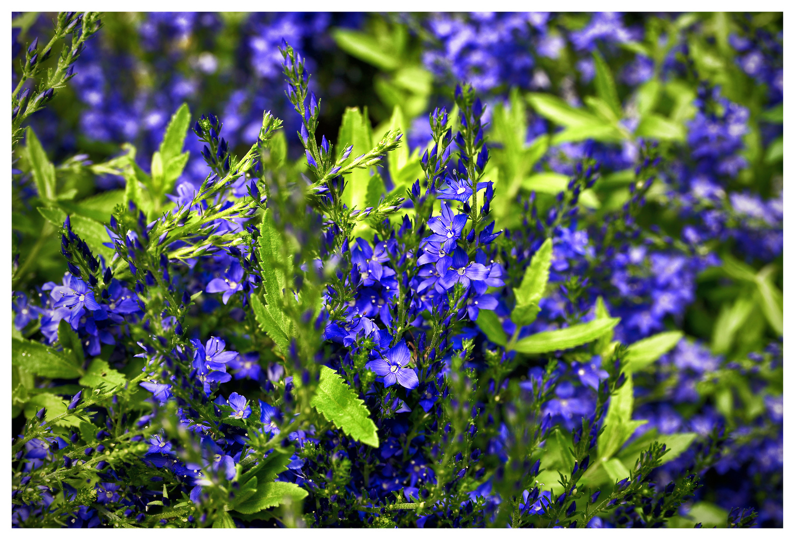 hortus conclusus A Foto & Bild | alltagsdesign, de natura deorum ...