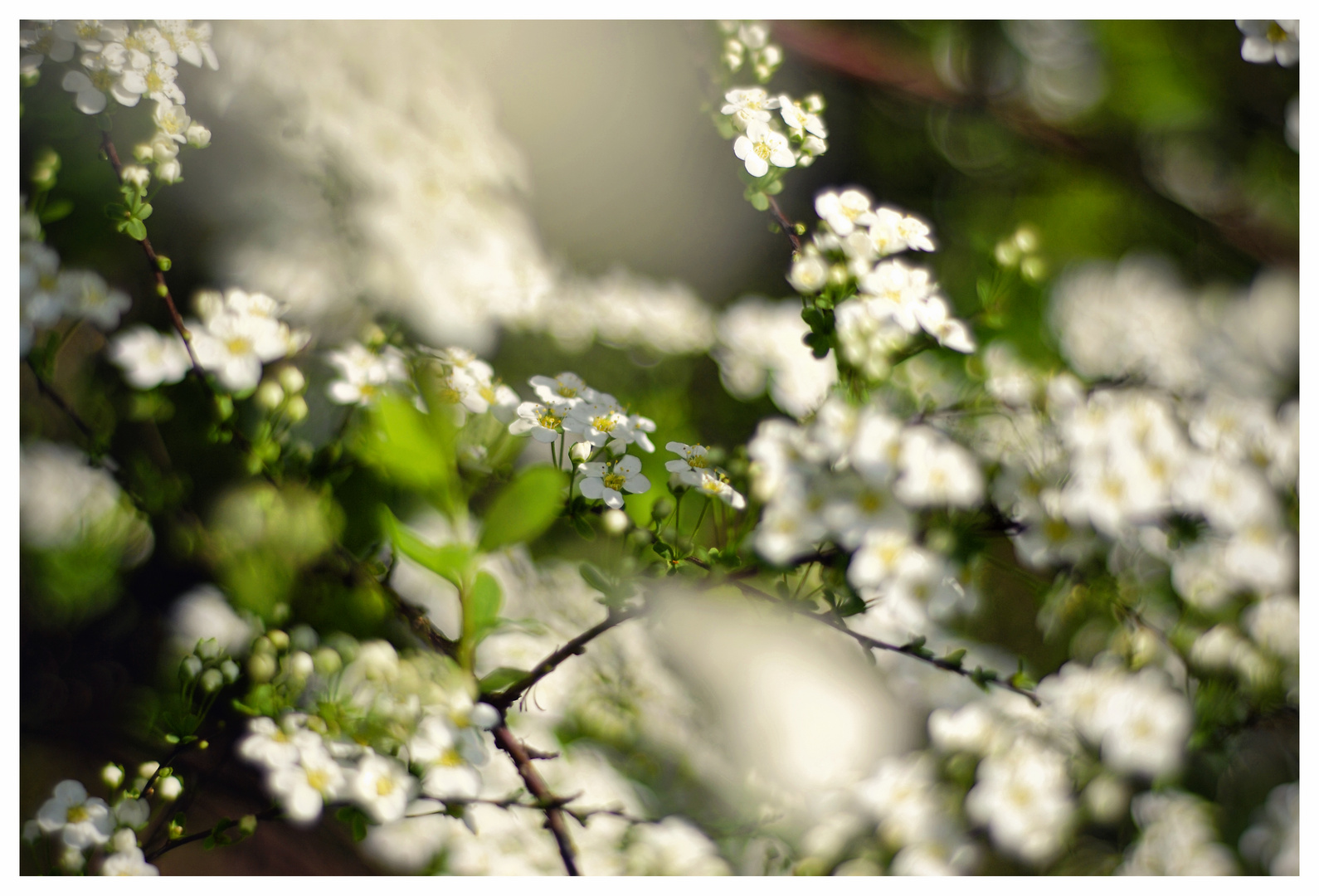 hortus conclusus C Foto & Bild | alltagsdesign, de natura deorum ...