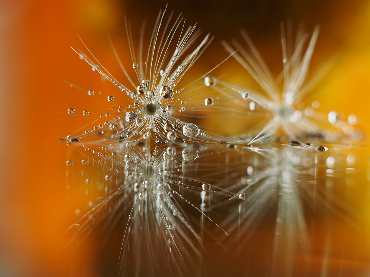 "Hot.Drops." Foto & Bild | pflanzen, pilze & flechten, natur-makros ...