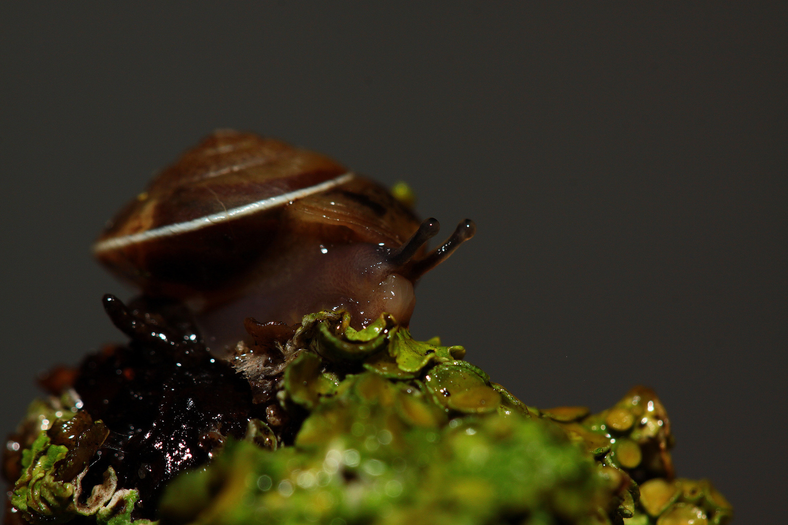 Hou les cornes photo et image | macro nature, macro mollusques, macro ...