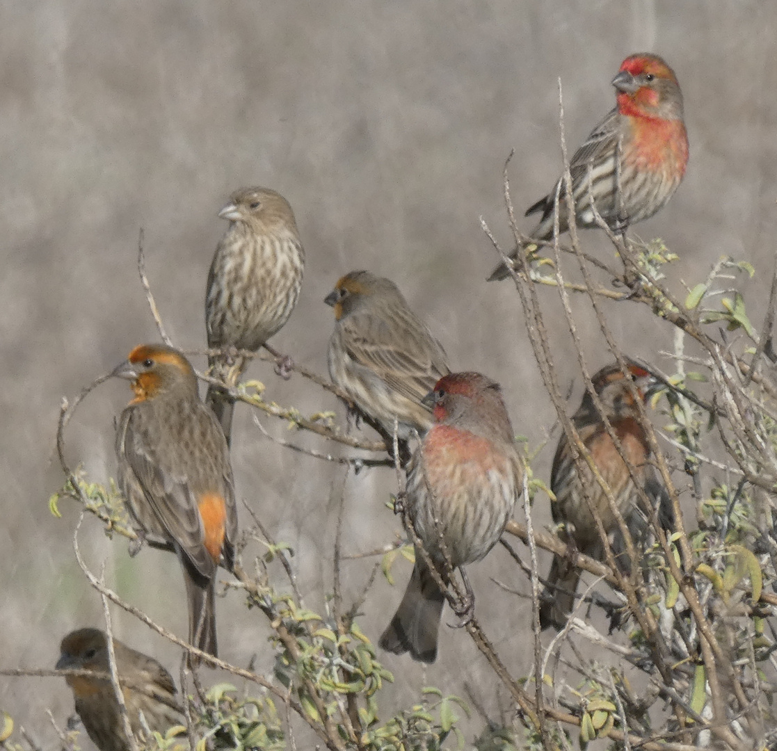 House Finch Family - Carpodacus mexicanus Foto & Bild | north america ...