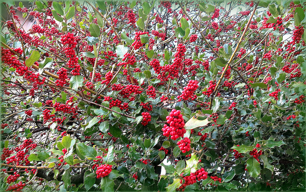 Houx... photo et image | animations photographiques, un jour - une ...