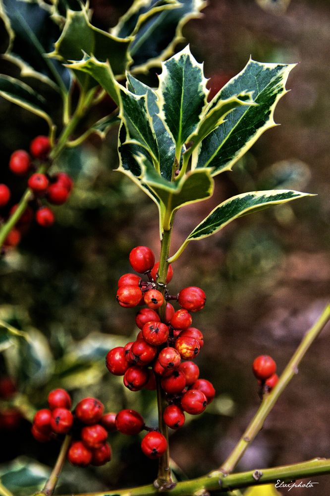 Houx, houx ! photo et image | animations photographiques, exercices ...
