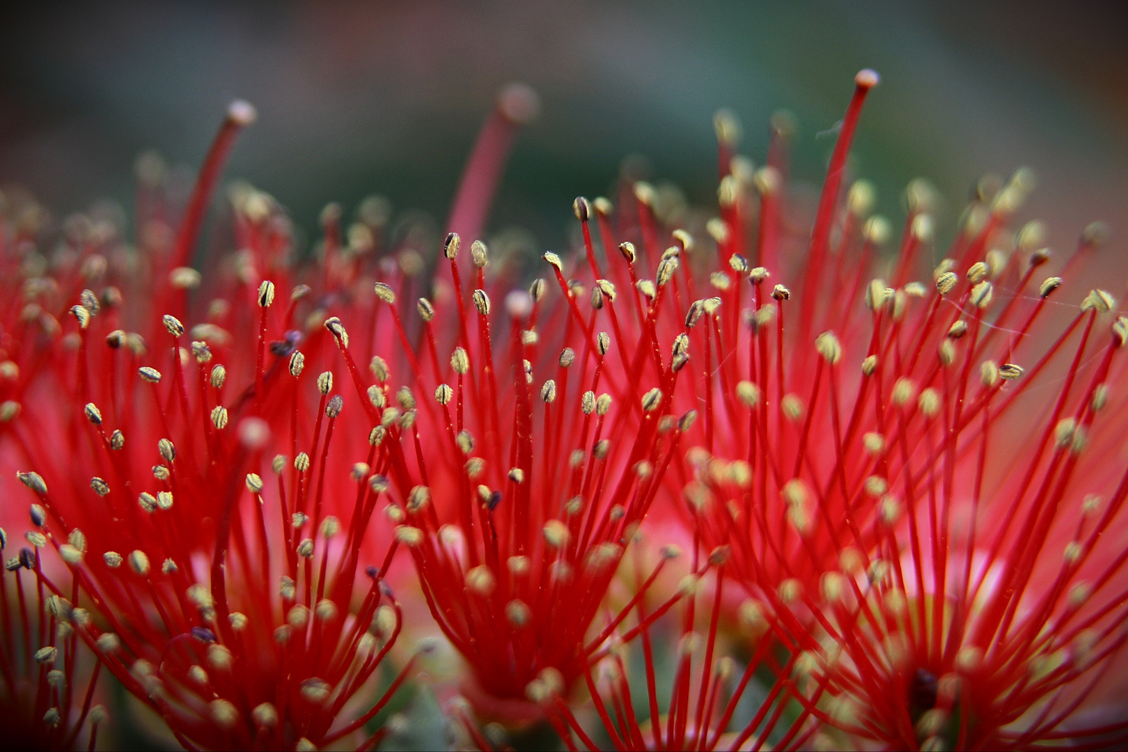 how bizarre Foto & Bild | natur-kreativ, rein pflanzlich, natur Bilder ...
