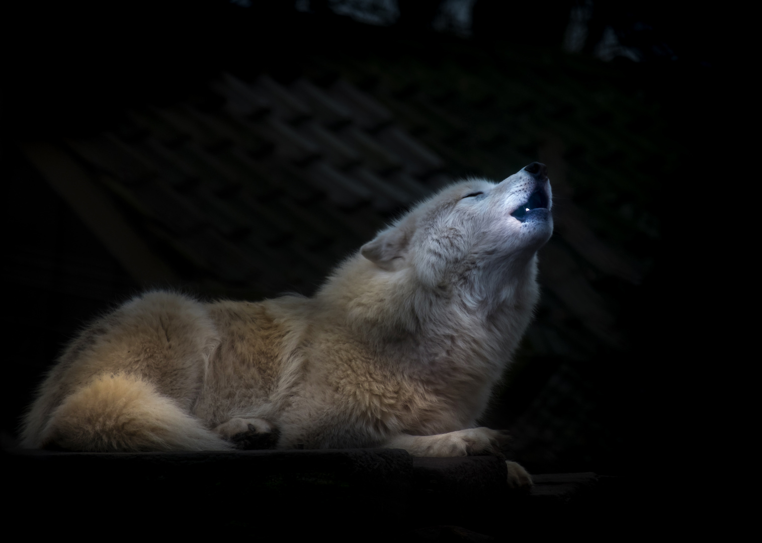 howling wolf Foto & Bild | tiere, zoo, wildpark & falknerei, säugetiere ...