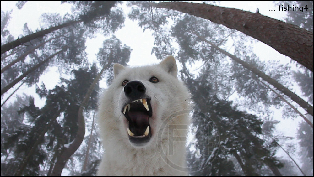 Howling Wolves ... Foto & Bild | youtube, natur Bilder auf fotocommunity