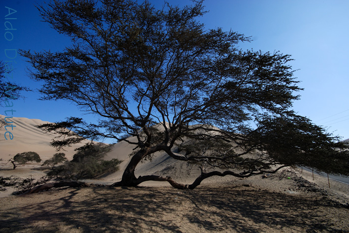 Huarango Imagen & Foto | plantas, Árboles, arboles y plantas Fotos de ...