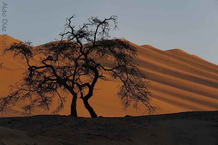 Huarangos Imagen & Foto | arboles y plantas, naturaleza, paisajes Fotos ...