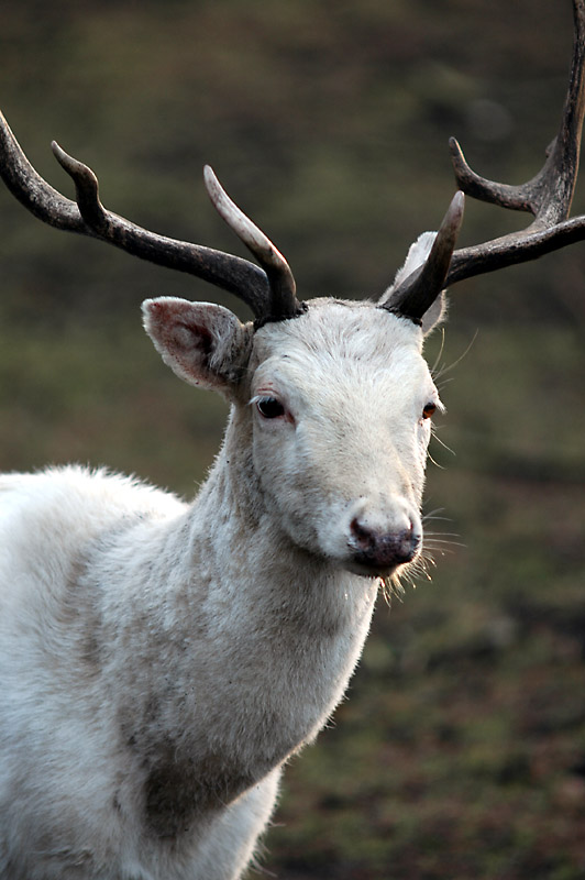 Hubertus Hirsch Foto & Bild | tiere, zoo, wildpark & falknerei ...