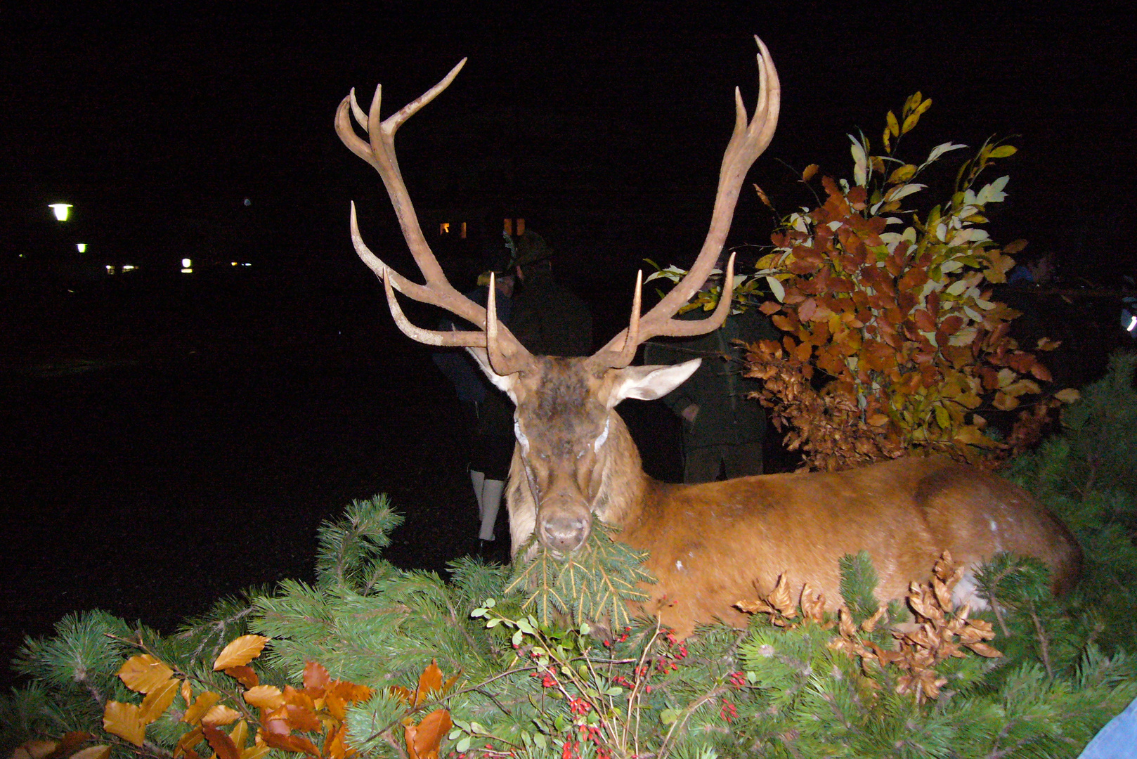 Hubertushirsch in Berwang Foto & Bild | tiere, wildlife, natur Bilder ...