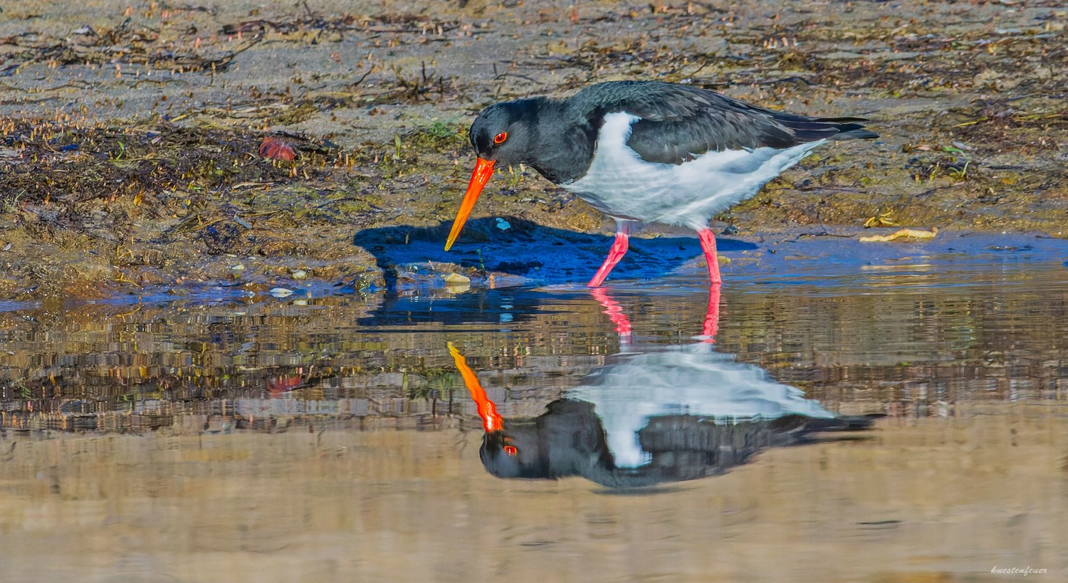 Huch..... Foto & Bild | tiere, wildlife, wild lebende vögel Bilder auf ...