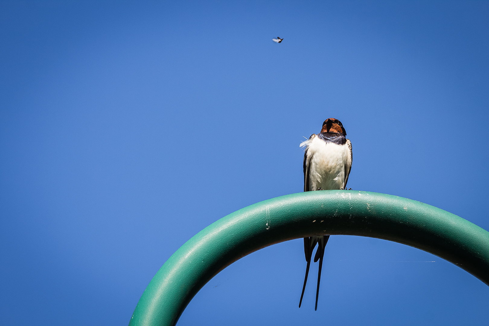 Huch Foto & Bild | tiere, wildlife, wild lebende vögel Bilder auf ...