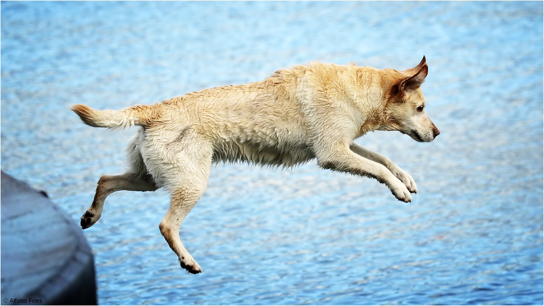 Huch, ... Foto & Bild | hunde, hund, natur Bilder auf fotocommunity