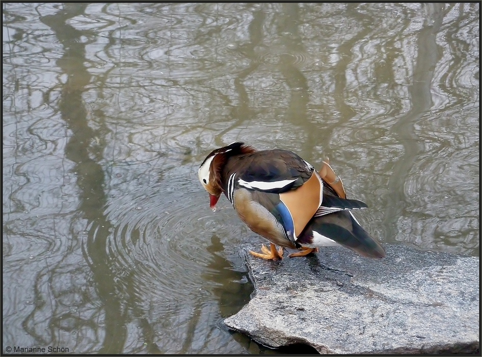 Huch ... Foto & Bild | tiere, zoo, wildpark & falknerei, vögel Bilder ...