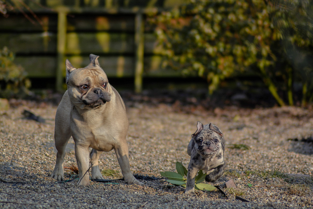 Huch Foto & Bild | tiere, haustiere, hunde Bilder auf fotocommunity