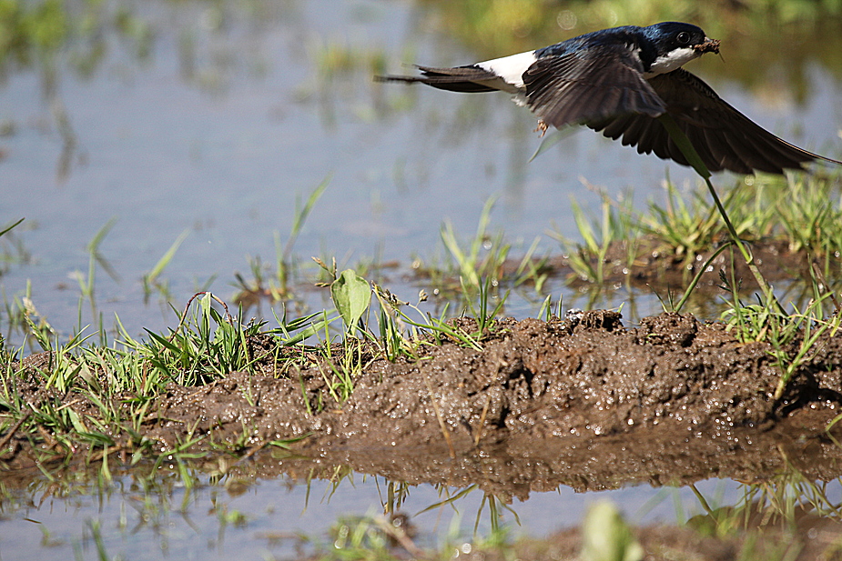 ...Huch... Foto & Bild | tiere, wildlife, wild lebende vögel Bilder auf ...