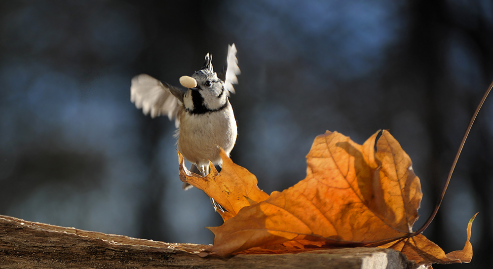 HUCH Foto & Bild | tiere, wildlife, wild lebende vögel Bilder auf ...