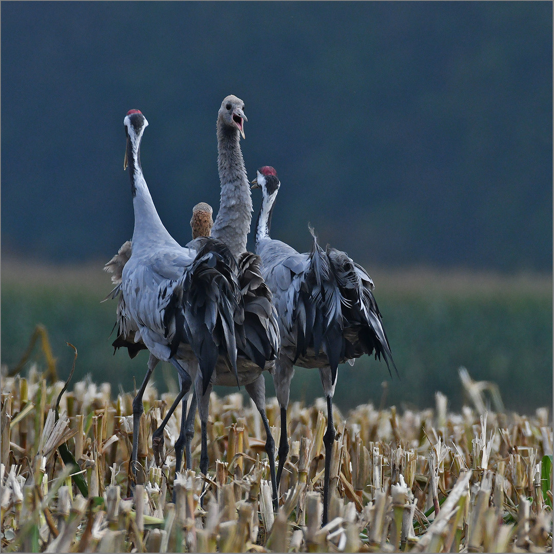 Huch . . . Foto & Bild | deutschland, europe, mecklenburg- vorpommern ...