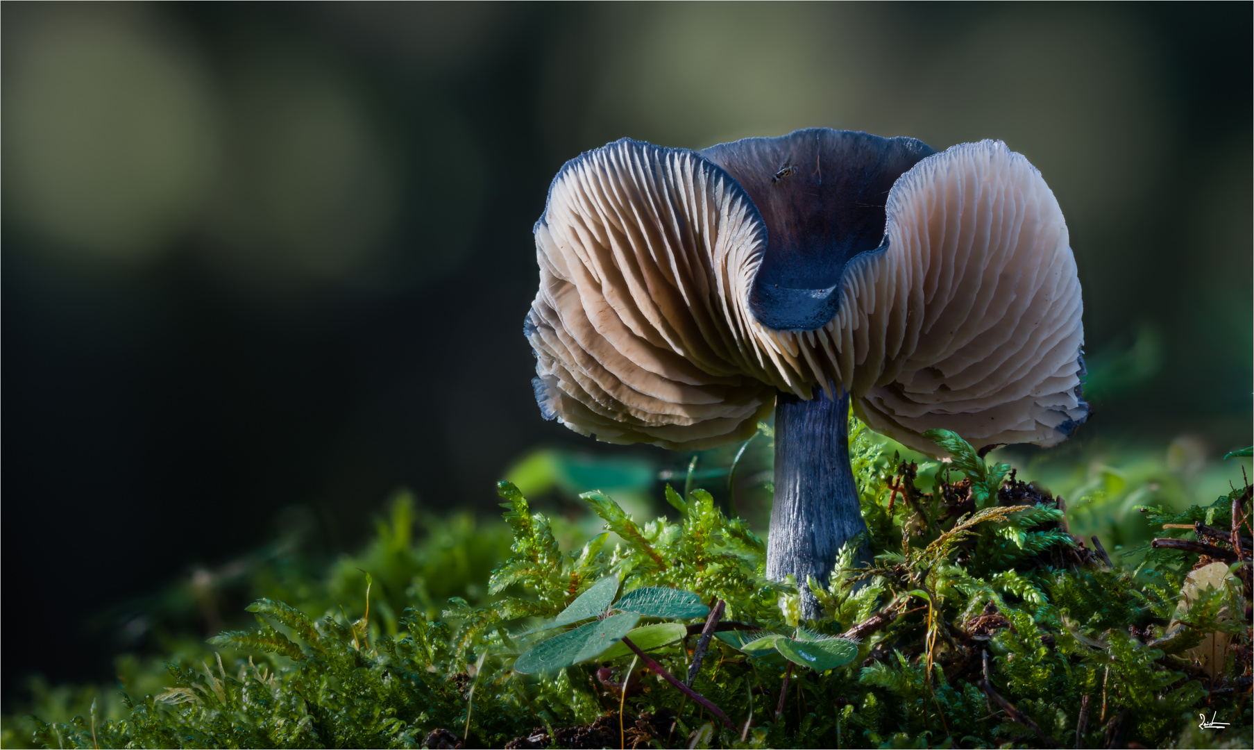 -Huch- Foto & Bild | pilze und flechten, blau, herbst Bilder auf ...