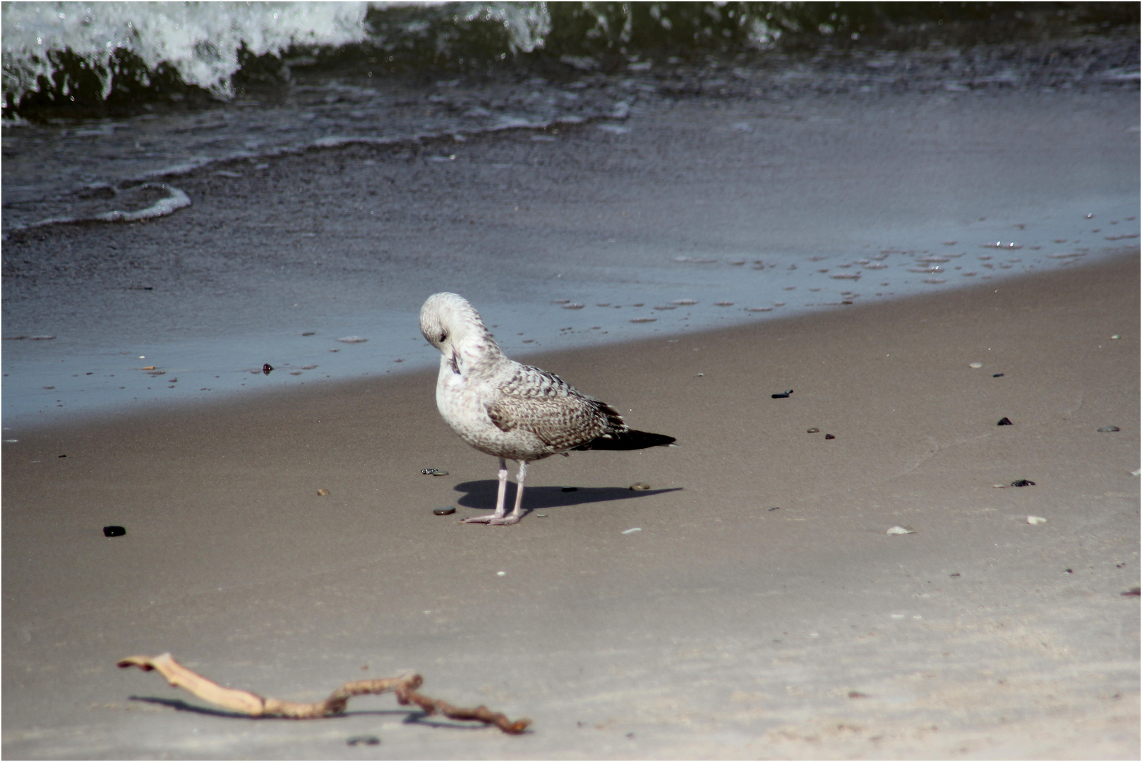 Huch.... Foto & Bild | tiere, wildlife, wild lebende vögel Bilder auf ...