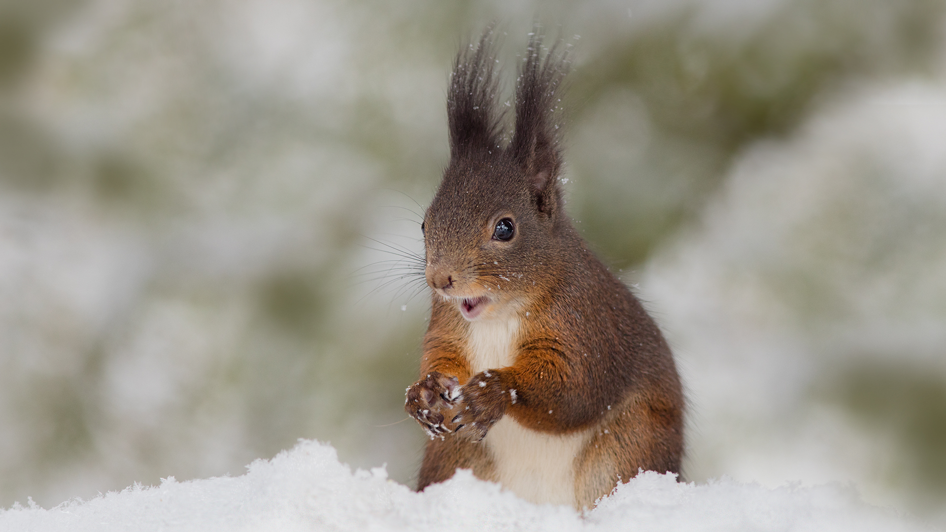 Huch, Foto & Bild | tiere, wildlife, säugetiere Bilder auf fotocommunity