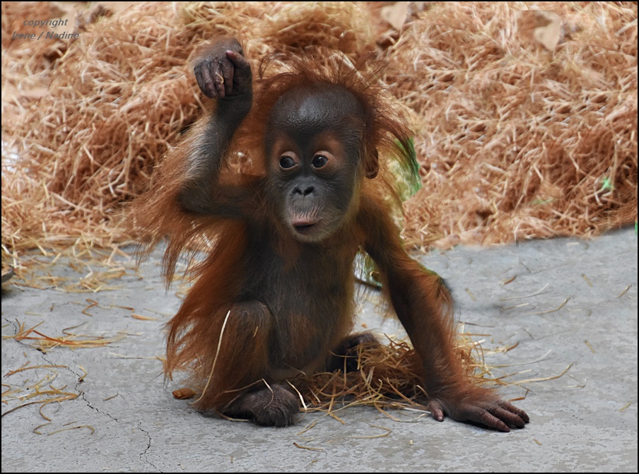 HUCH !!!! Foto & Bild | reportage dokumentation, tiere, zoo, wildpark ...