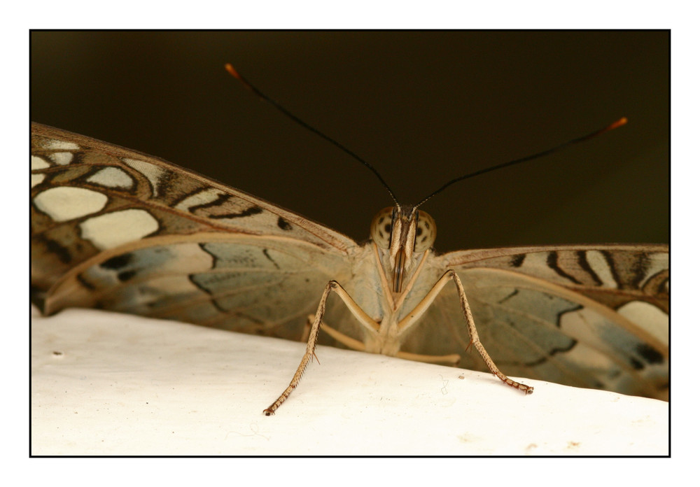 Huch... Foto & Bild | tiere, zoo, wildpark & falknerei, insekten ...
