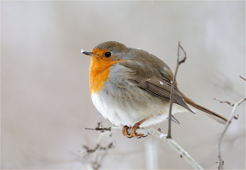 Huch Foto & Bild | tiere, wildlife, wild lebende vögel Bilder auf ...