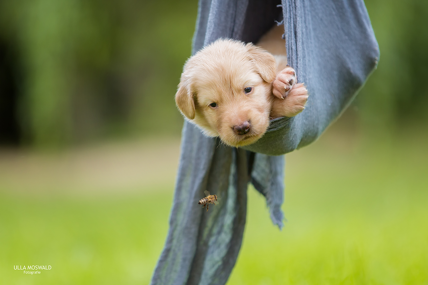 ...huch... Foto & Bild | hunde, natur, tiere Bilder auf fotocommunity