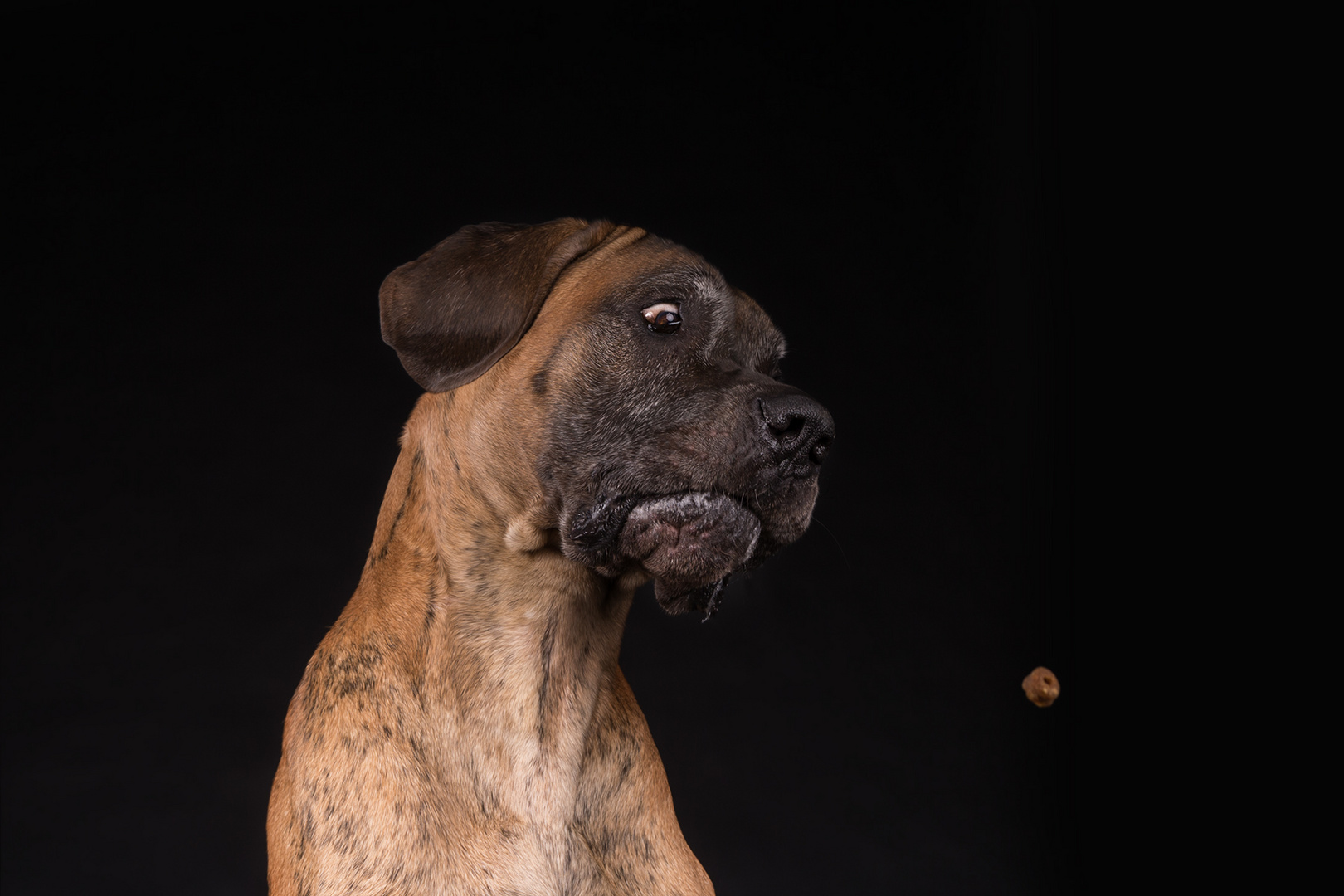 *Huch* Foto & Bild | tiere, haustiere, hunde Bilder auf fotocommunity