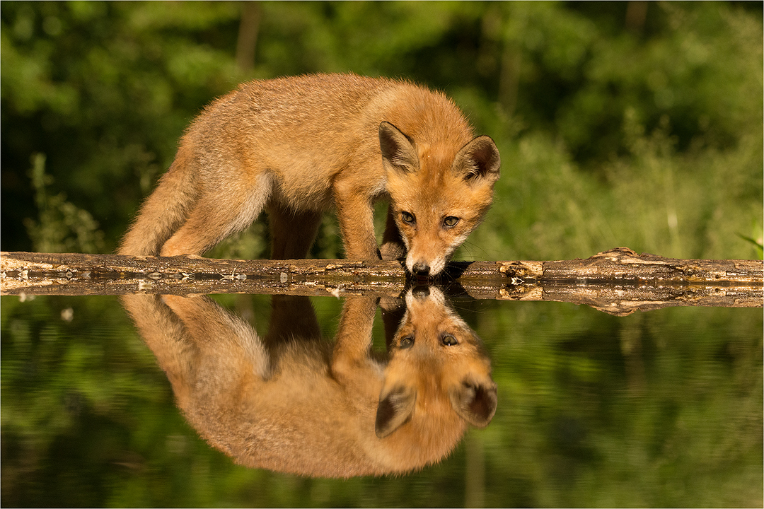 Huch! Foto & Bild | natur, tiere, wildlife Bilder auf fotocommunity