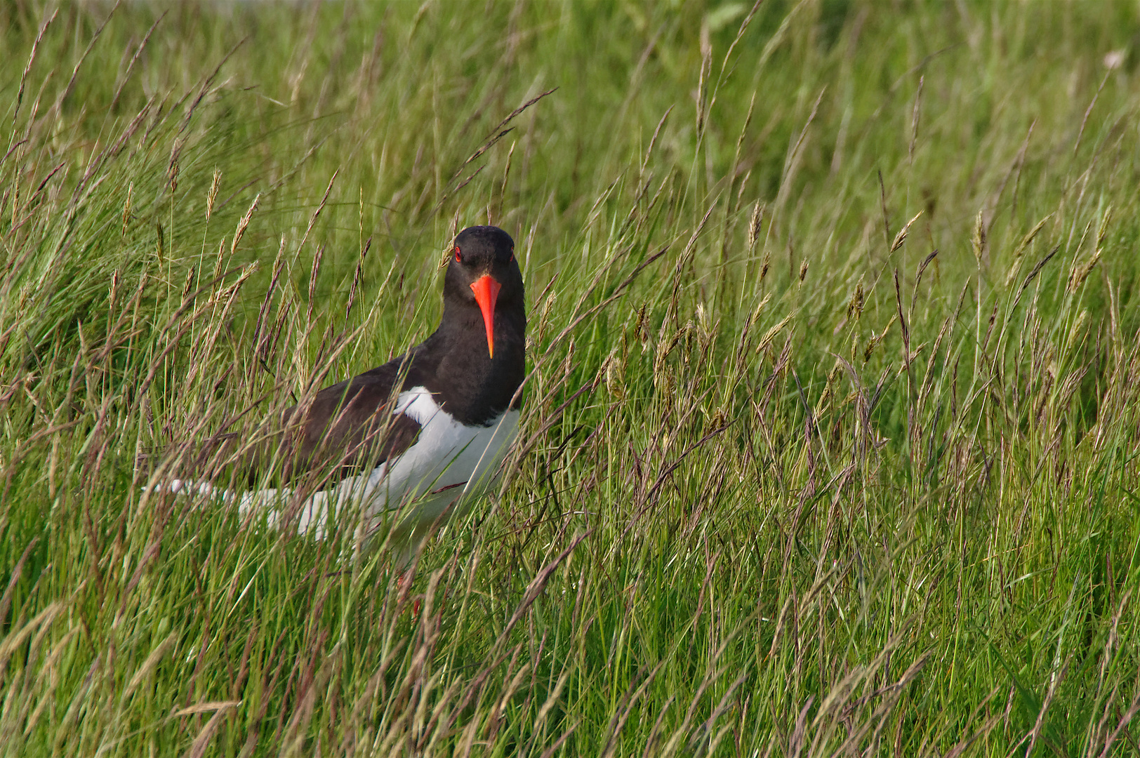 Huch Foto & Bild | brachvögel kraniche, natur, tiere Bilder auf ...