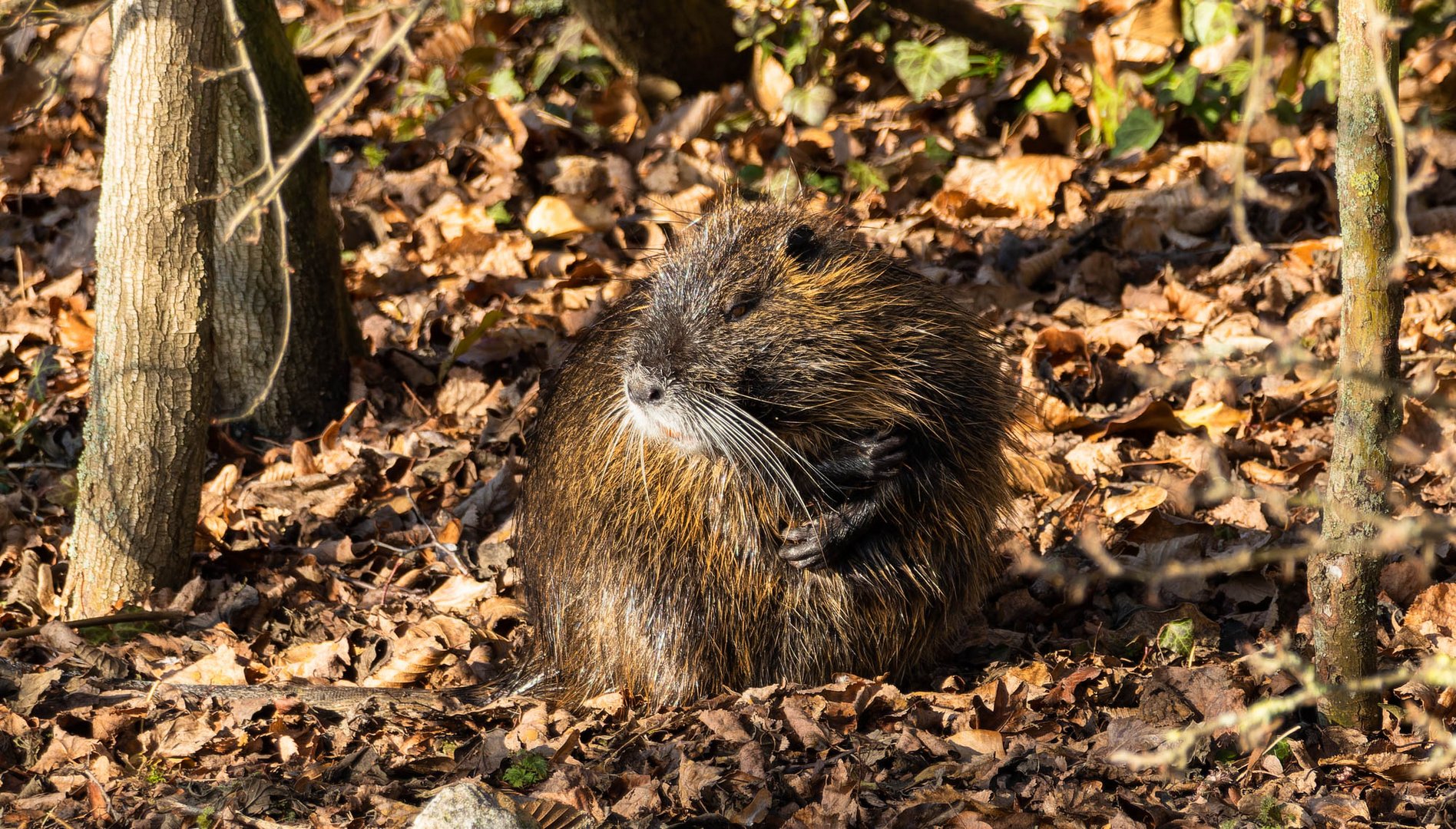 Huch.... Foto & Bild | nager, natur, nutria Bilder auf fotocommunity