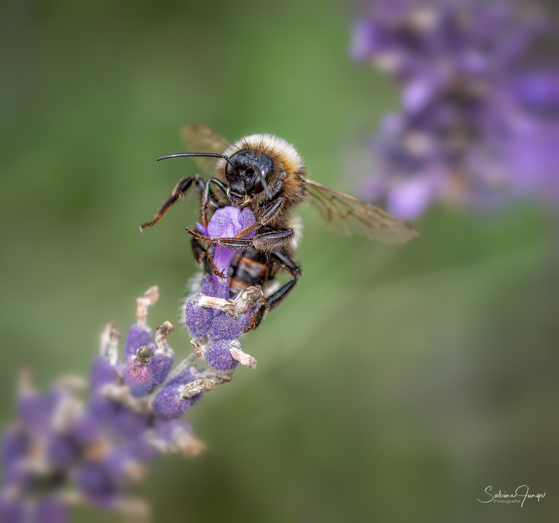 Huch! Ich falle! Foto & Bild | natur-makros, projekte, natur-kreativ ...