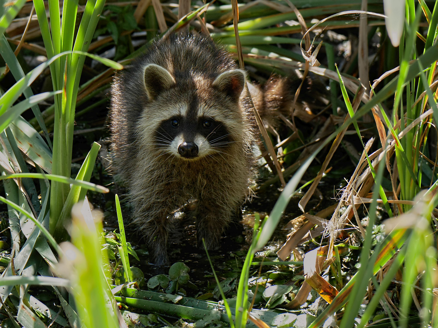Huch, wer bist du denn ? Foto & Bild | natur, tiere, wildlife Bilder ...