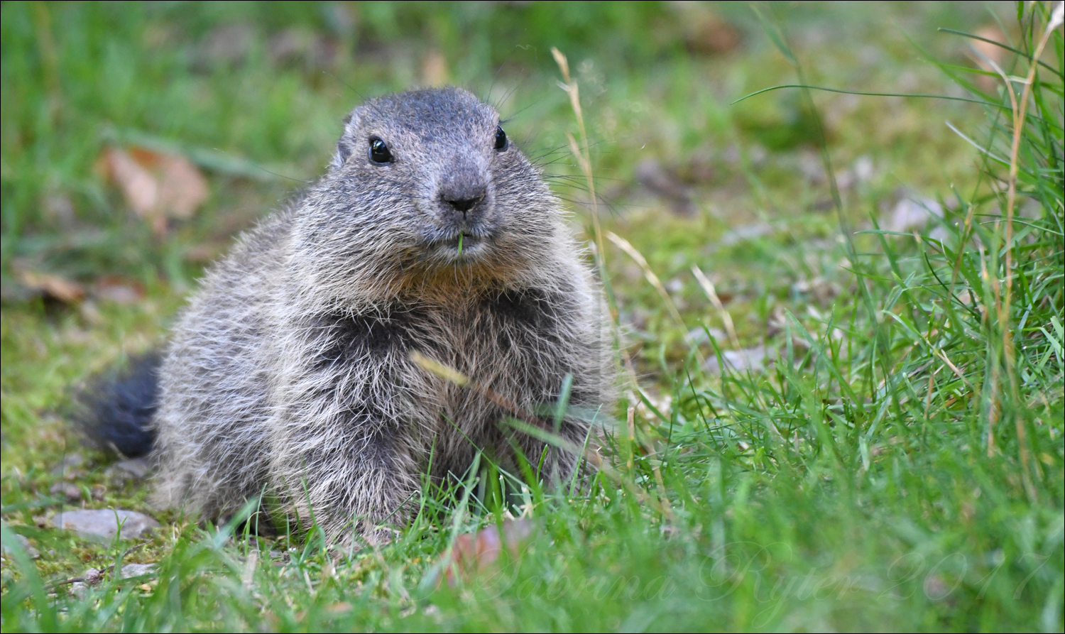 Huch, wer... Foto & Bild | nager, natur, nagetier Bilder auf fotocommunity