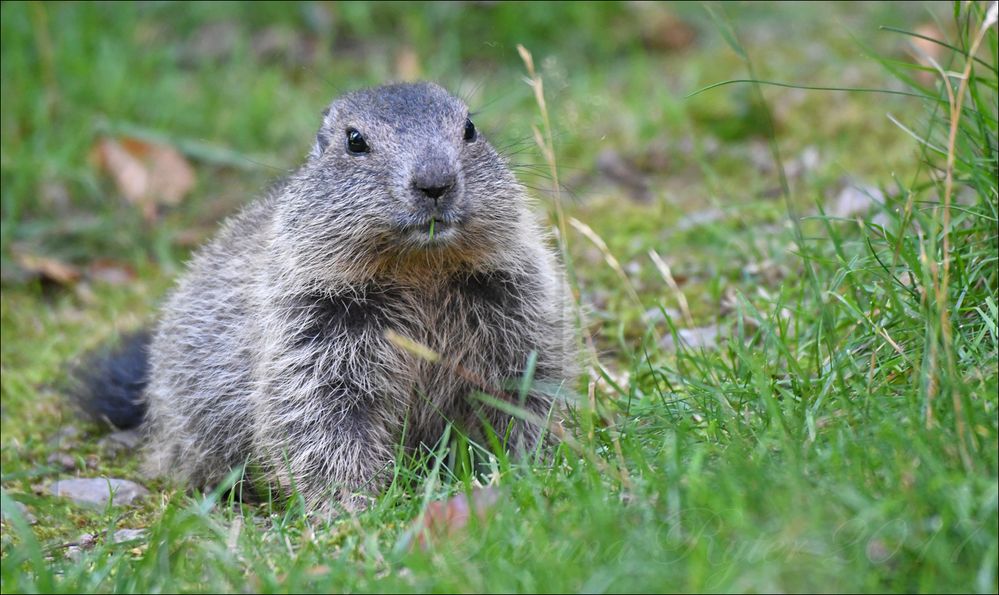 Huch, wer... Foto & Bild | nager, natur, nagetier Bilder auf fotocommunity