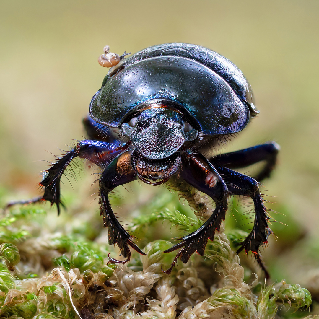 Huckepack Foto & Bild | tiere, wildlife, insekten Bilder auf fotocommunity