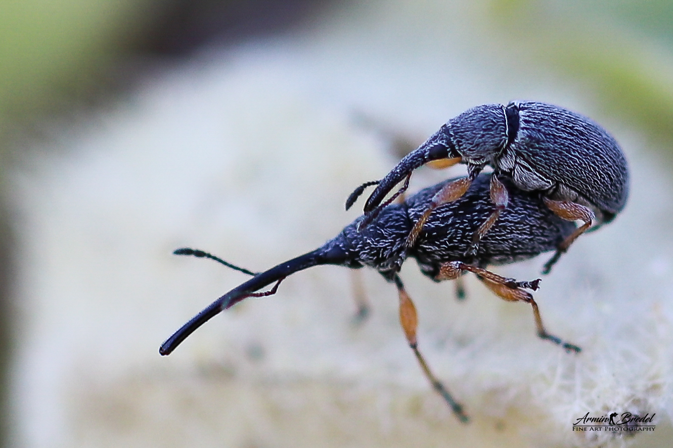 Huckepack Foto & Bild | tiere, wildlife, insekten Bilder auf fotocommunity
