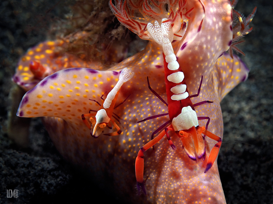 Huckepack Foto & Bild | natur, indonesia, wildlife Bilder auf fotocommunity