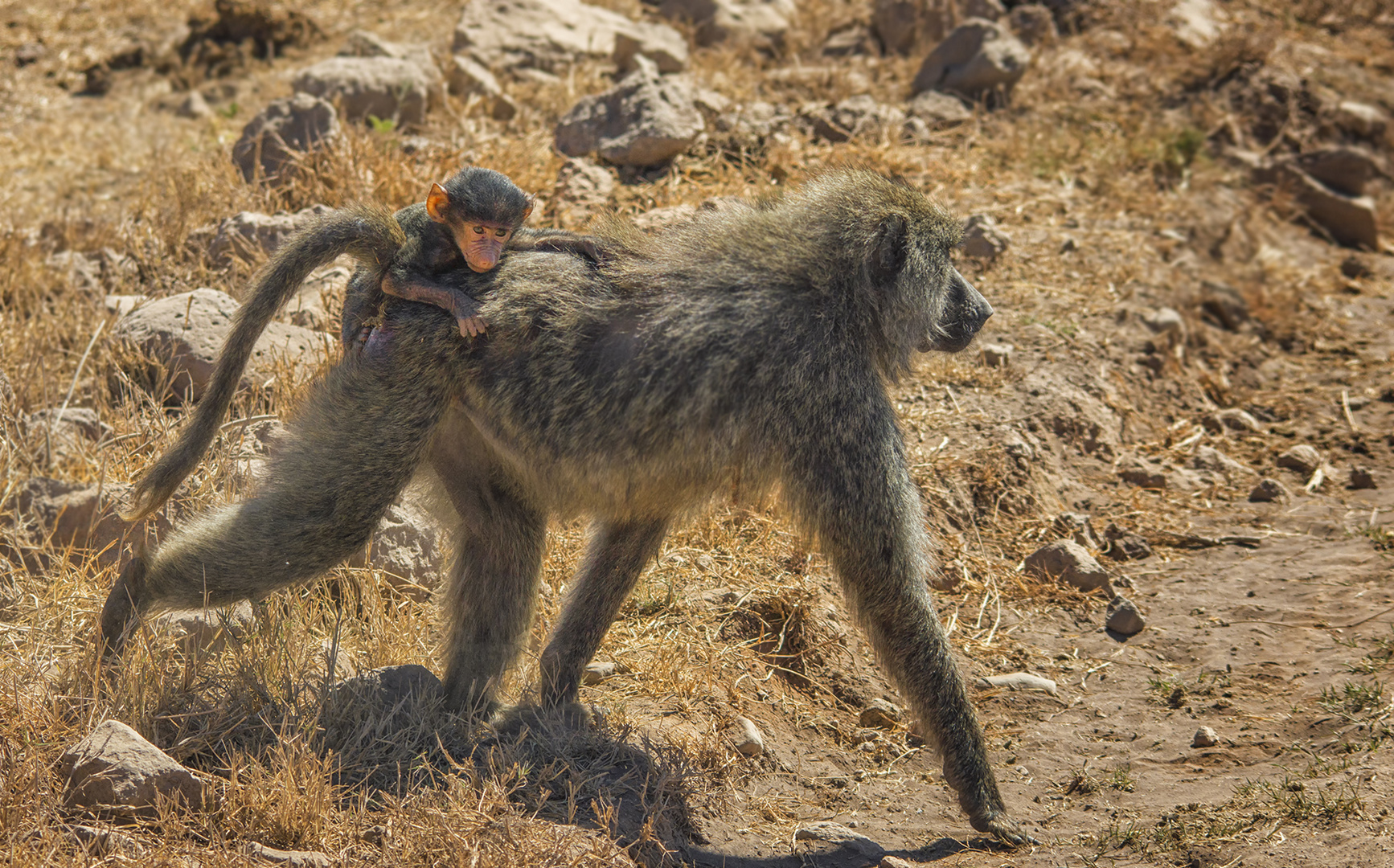Huckepack Foto & Bild | africa, eastern africa, tiere Bilder auf ...