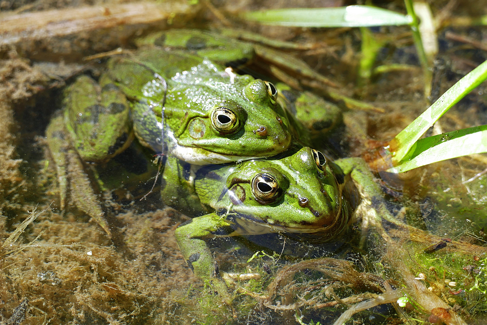 Huckepack Foto & Bild | natur, tiere, wildlife Bilder auf fotocommunity